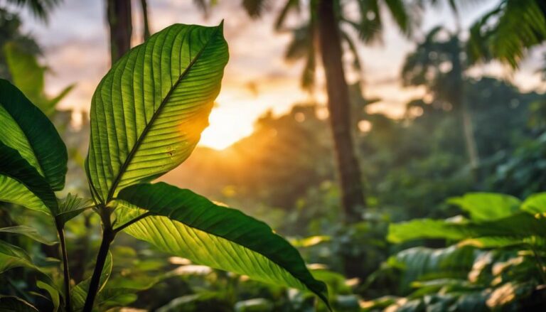 kratom pros and cons - The Kratom Files